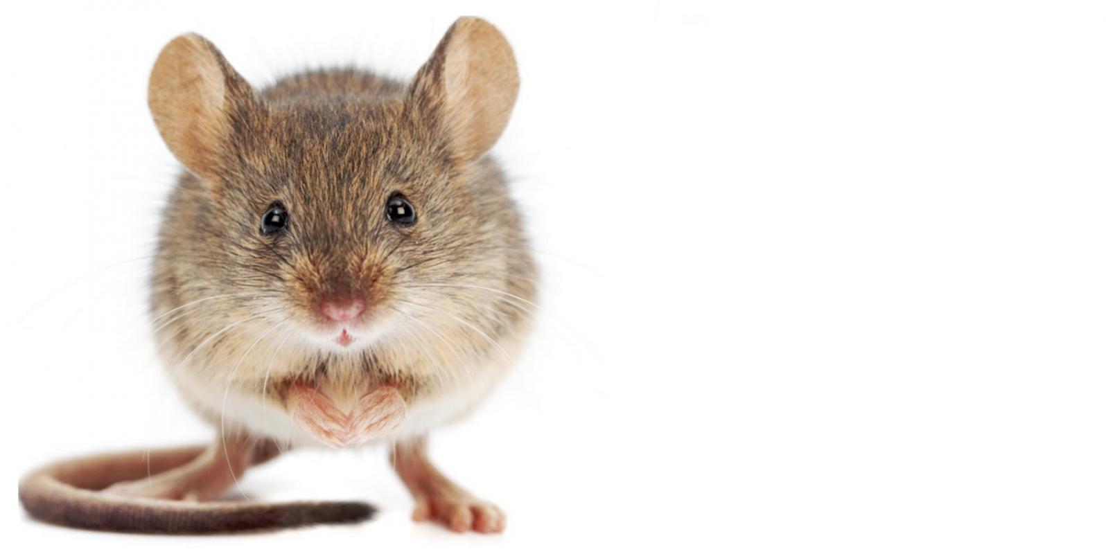 CONNTRACEPTOL® EFFICIENCY IN MOUSE CONTROL - GUARANTEED MOUSE CONTROL